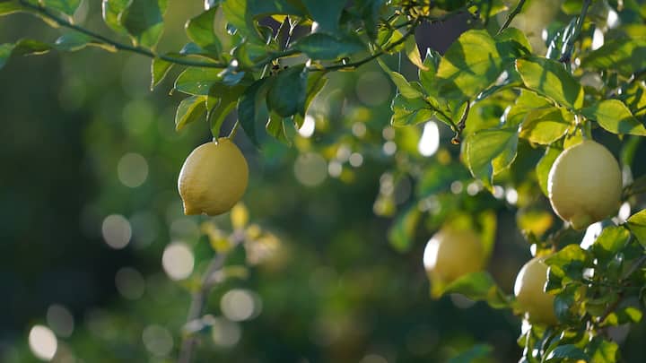 Country Living In A 20-acre Organic Lemon Grove - Santa Paula, CA