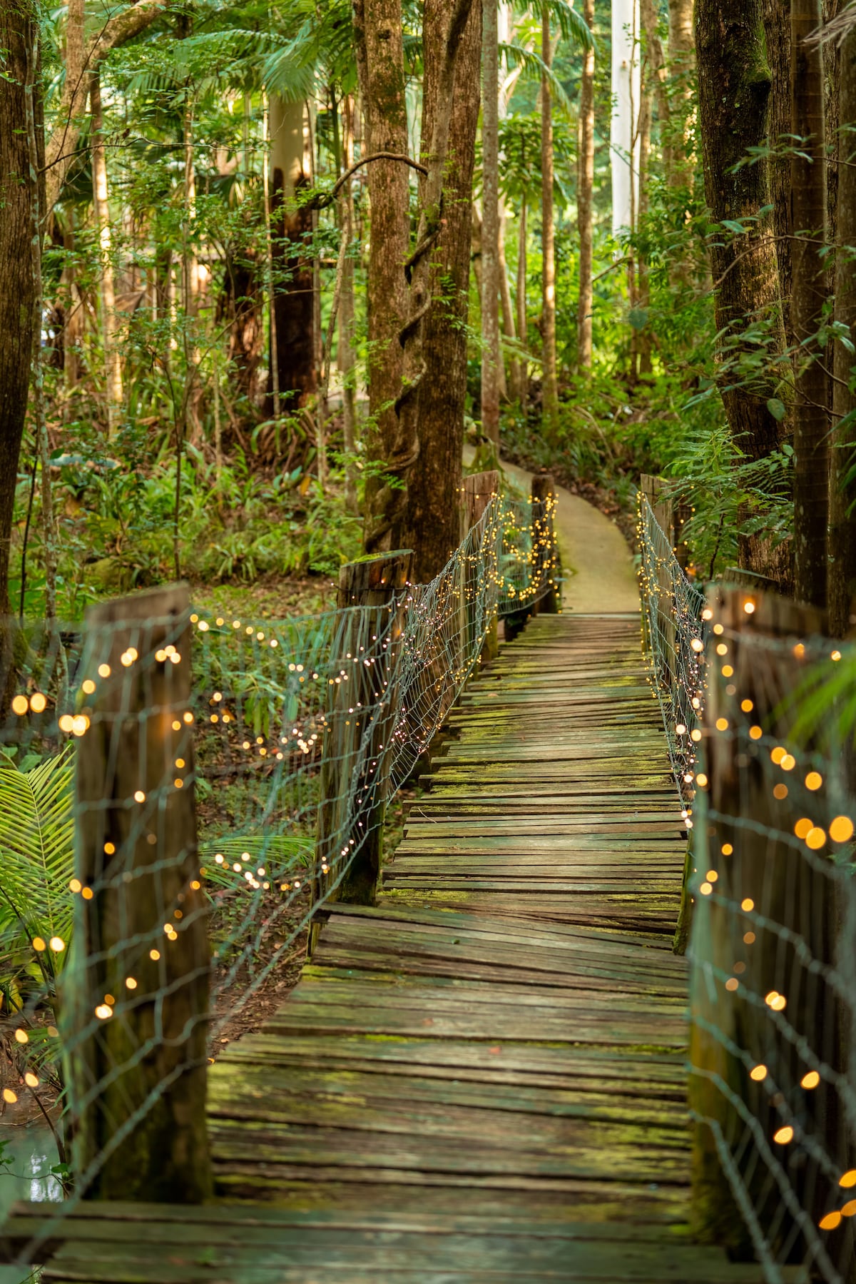 Secluded Magical Rainforest Retreat - Cabins for Rent in Main Arm, New ...