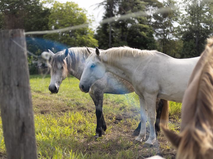 6beds Countryside Paradise W/ Horses Mins To Mall - Ipswich