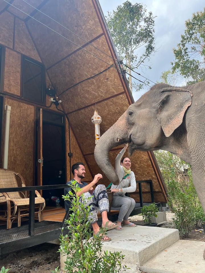 Wake Up By Elephants (Close To Chiang Mai) - Chiang Mai