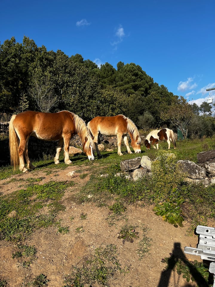 Domaine Intemporel
Gite 4 Personnes - Aubenas