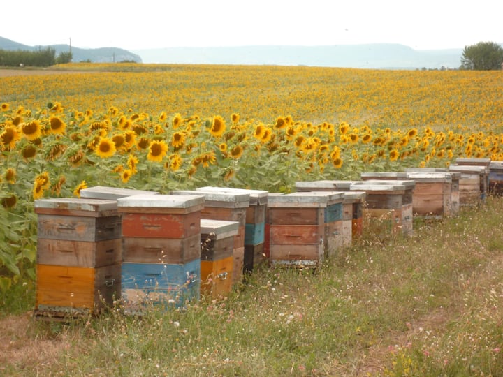 Maison Provençale Au Cœur Du Village De Valensole - Valensole