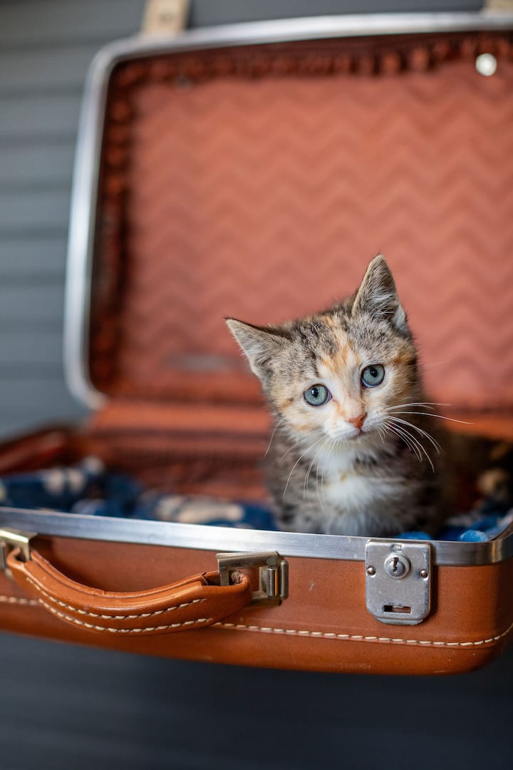 Ultimate Pet Friendly Stay - Paws & Relax Retreat - Minneapolis, MN