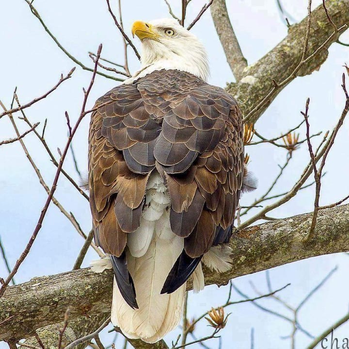 Eagles Nest - Homer, AK
