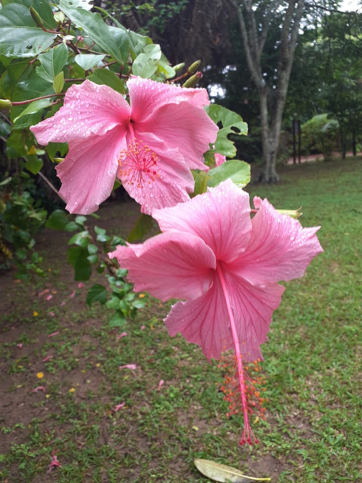 Villa Florence Hibiscus Cottage - Ifafa Beach