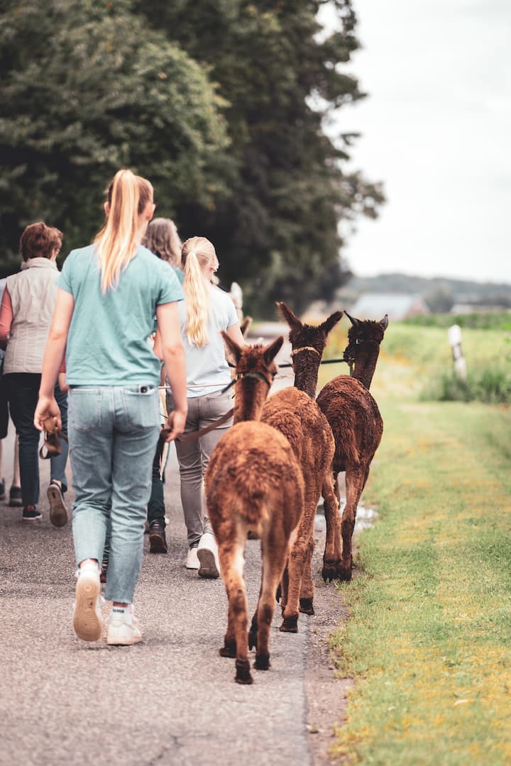 Ferienwohnung Sternenzelt Alpakas - Velen