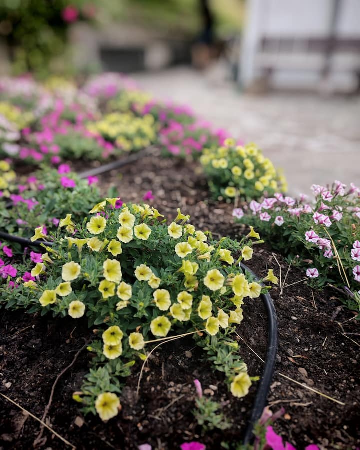 Terrazza Bloom - Pieve di Cadore