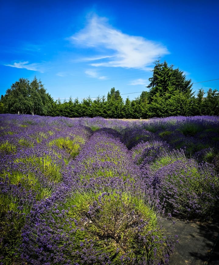 Lux Lavender Farm Cabins + Mini Golf - Sequim, WA