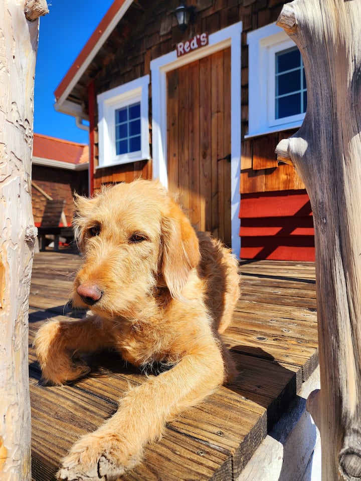 Red's Cozy Rustic Cabin 5 Min. From Cody - Cody, WY