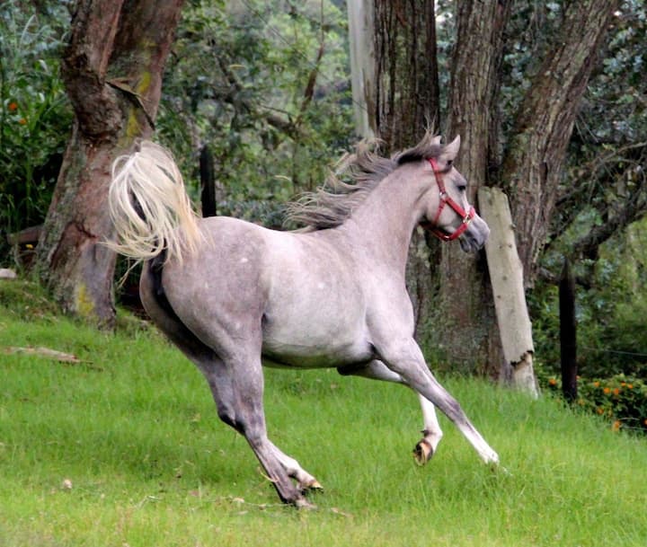 Sahara Lodge: Nature, Design & Arabian Horses - La Ceja