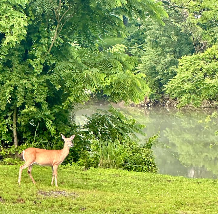 Almost Heaven At The River - Galloway, WV