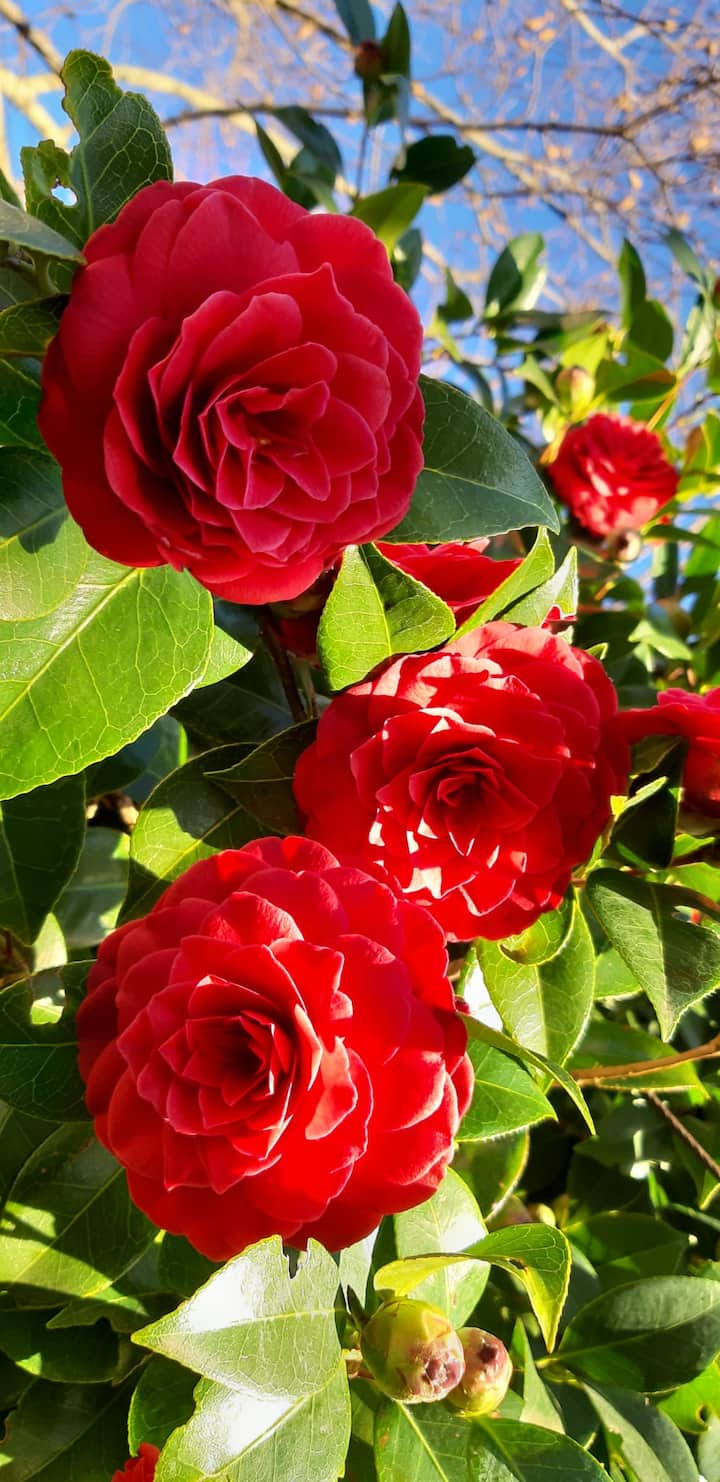 Nido Fiorito: Relax In Puglia - Locorotondo