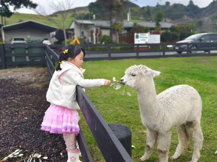 Family Room With Alpacas-  Hideaway Of Rotorua - Rotorua