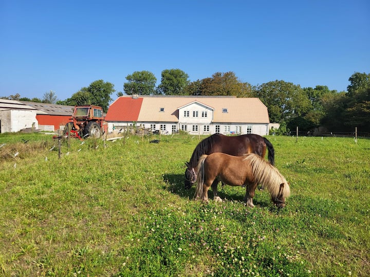 Urlaub Auf Dem Pferdehof - Denmark