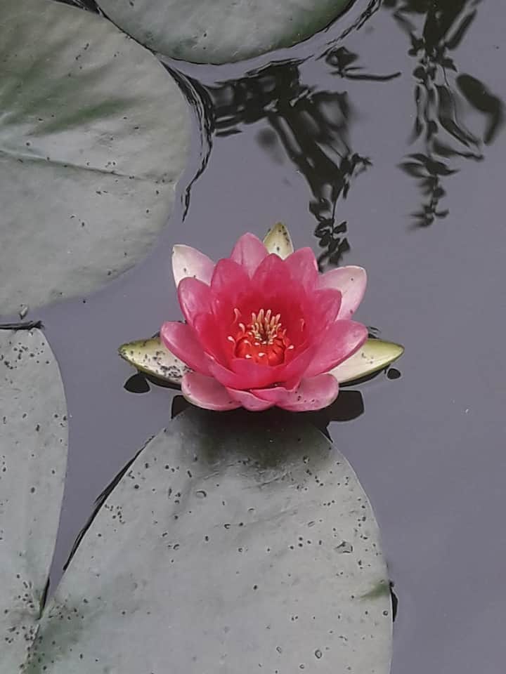 Tavirózsa Vendégház - Hongrie