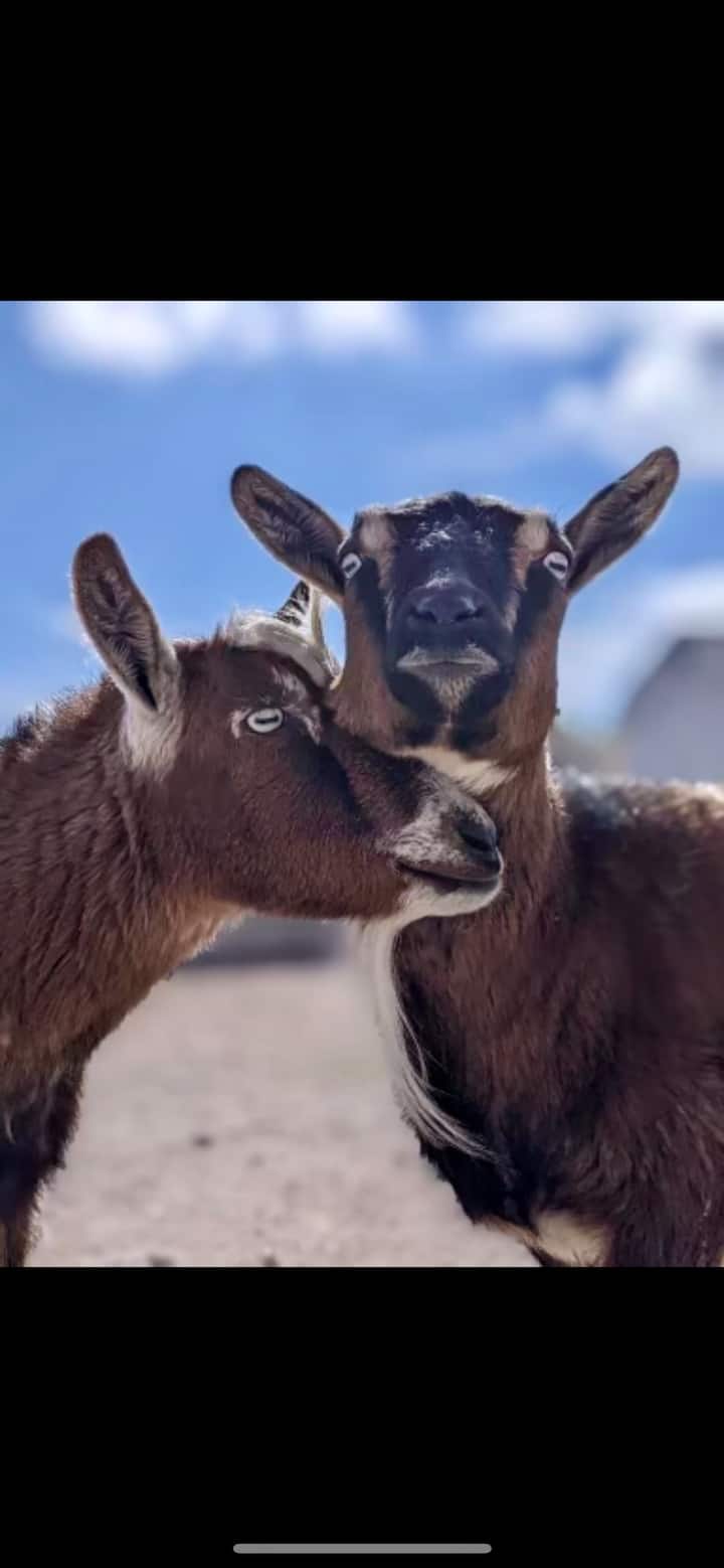 The G.o.a.t Getaway -
Tiny Farm With Games & Goats - Las Vegas