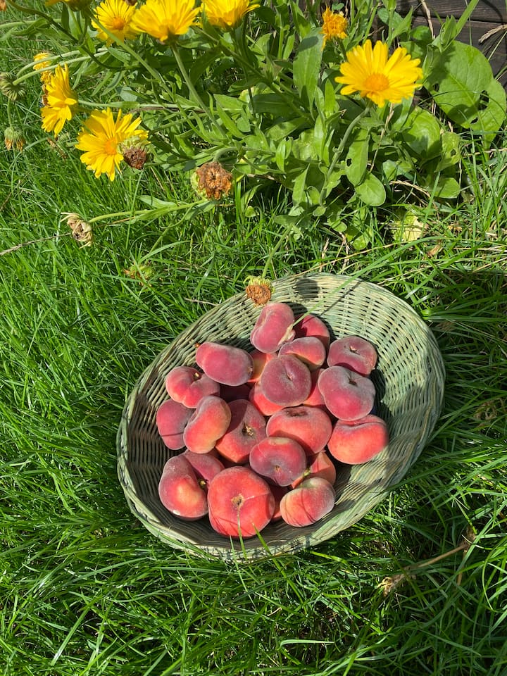 Pfarrhaus Tollensesee-wohnung Eiche - Neubrandenburg