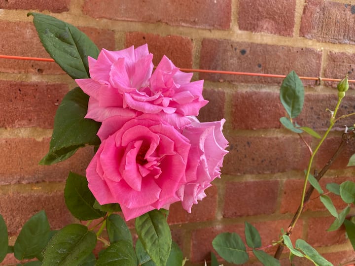 Rose Katherine - Lymington