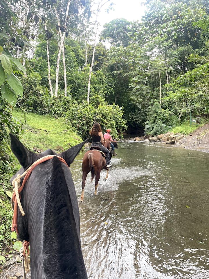 Cacao & Horses Farm Stay With Tour Included - Costa Rica