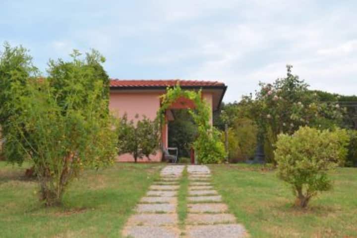 Carbonifera - Piombino