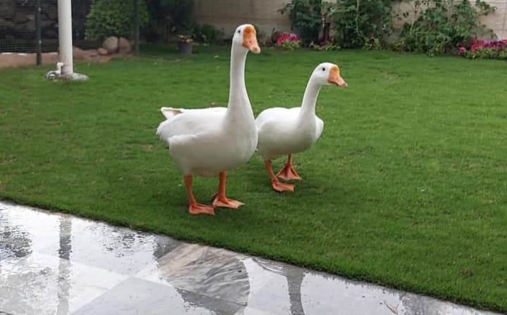 Haroon House - Islamabad - Islamabad