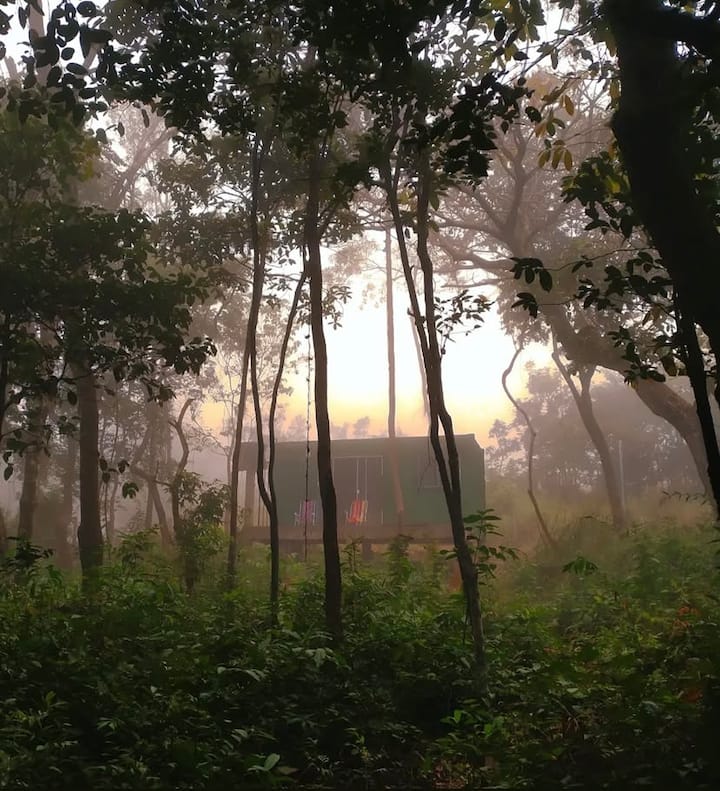 Bosque Da Juruva - Mato Grosso (estado)