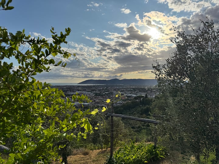 Forma Alta 59 Vineyard Reserve! - Carrara