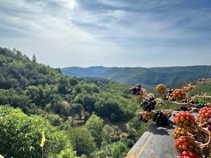 Maison De La Mûre, Parc Du Haut-languedoc - Olargues