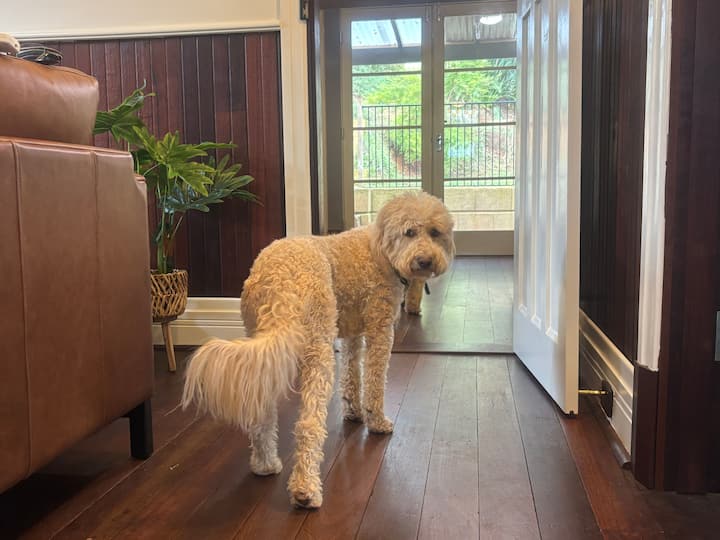 Pawfect Retreat – Luxe Dog Stay, Walk To Town - 布里奇敦
