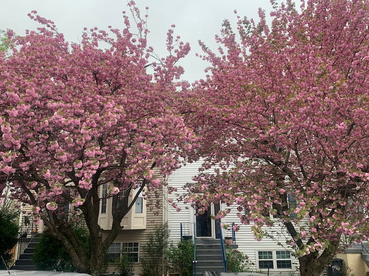Newly Renovated 3 Bedroom Townhouse In Va - Woodbridge, VA