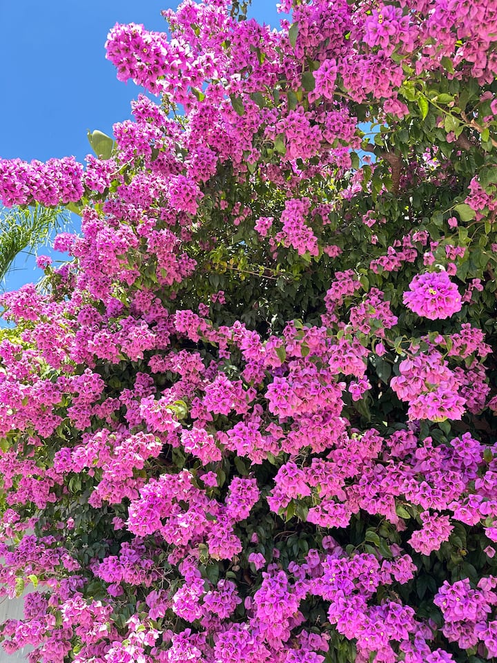 Résidence Les Galets - Sanary-sur-Mer