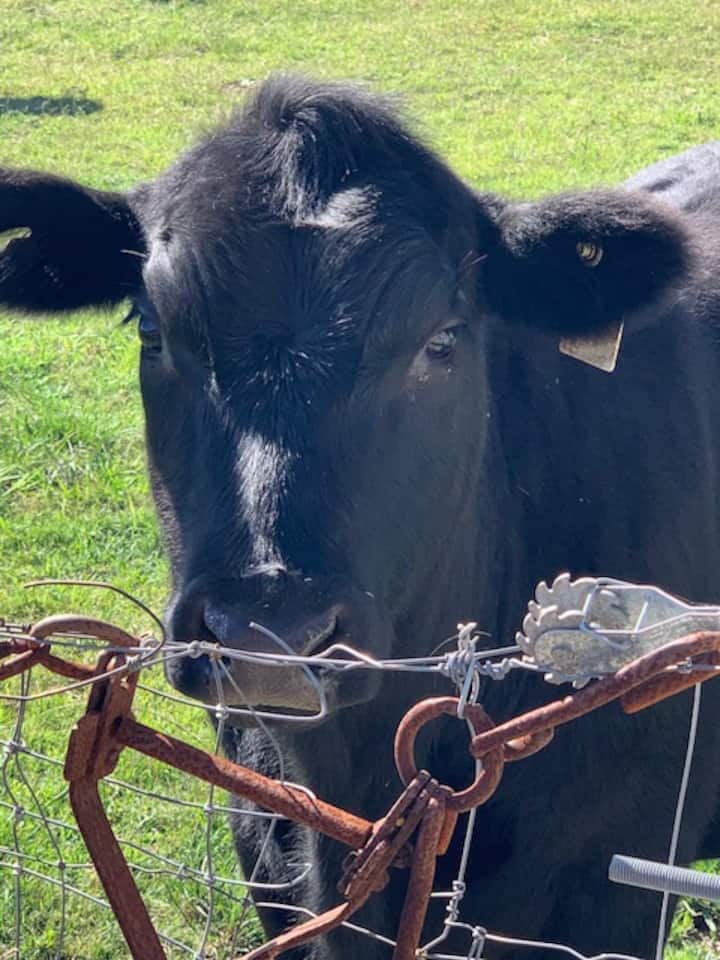 Sleep With The Cows Two Bedrooms - Singleton