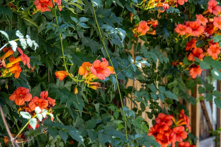 1884 Downtown Denver Abode On Light Rail Transit - Mar Lee - Denver