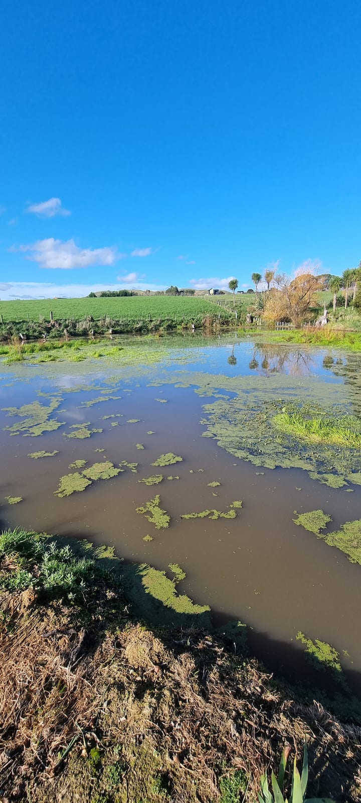 Frog's Hollow - Martinborough