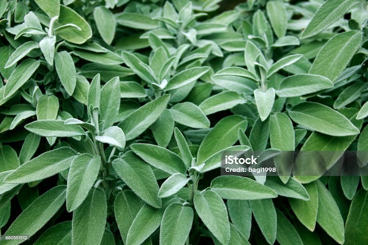 Salvia - Monterosso al Mare