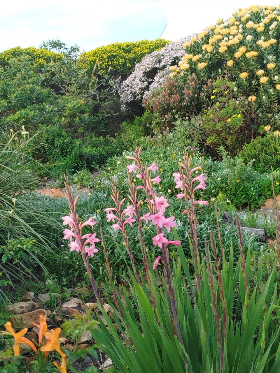 Fynbos Garden Suite - Apartments for Rent in Overstrand Local ...