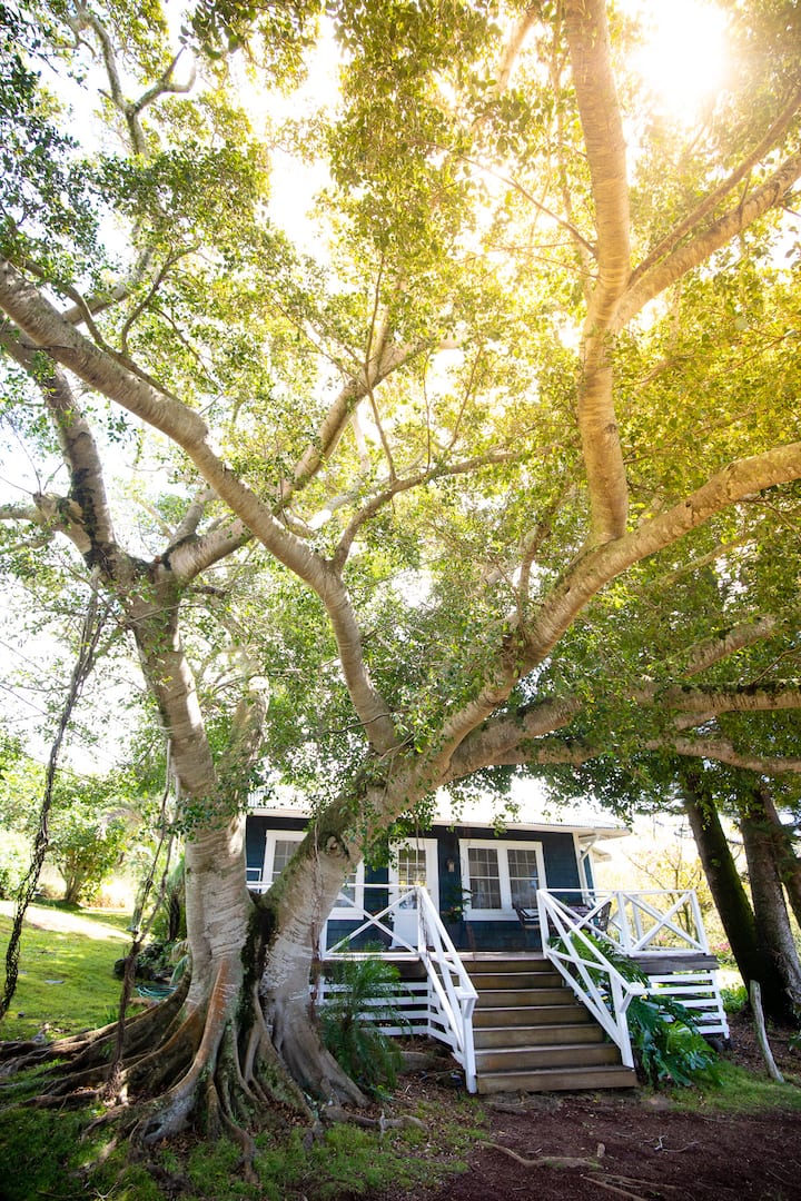 Ocean Views! Historic Authentic Hawaii. - Hawi, HI