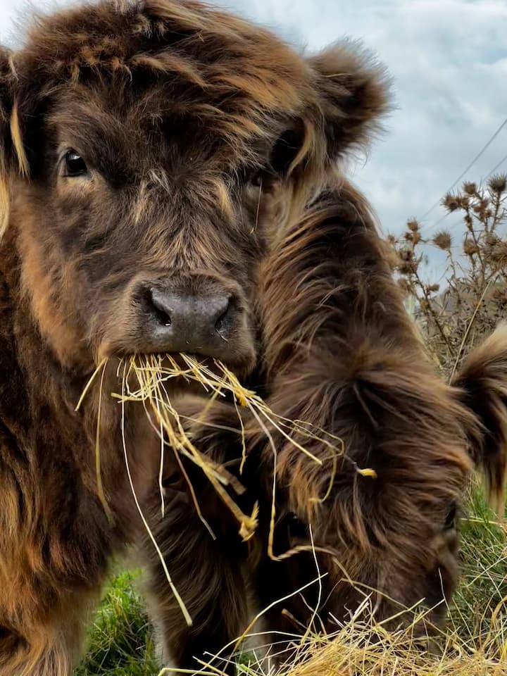 ‘Farmlet By The Sea’-farmstay In Penguin Tasmania - Penguin
