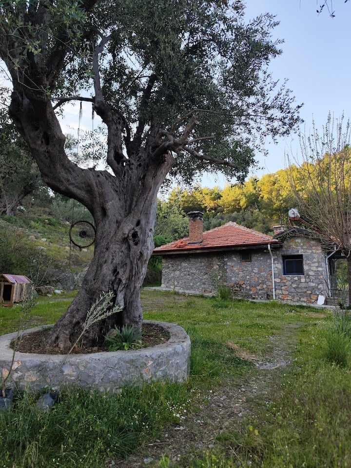 Togo Iztuzu Stonehouse-3 - Sarıgerme