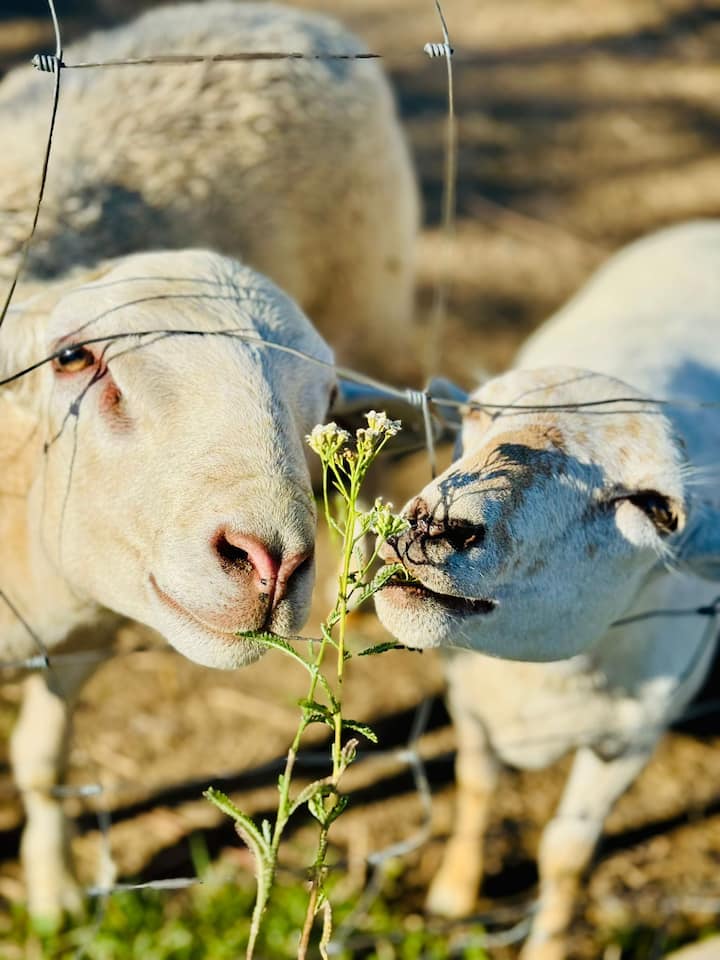 Chaloupka U Babičky Kostelec (Kyjov 3 Km) - Tschechien