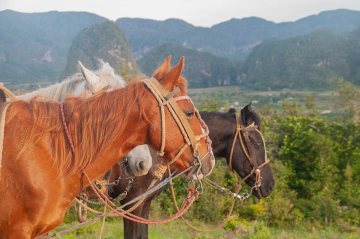 Cabaña Javiel: Amanecer A Caballo En Valle Viñales - Cuba