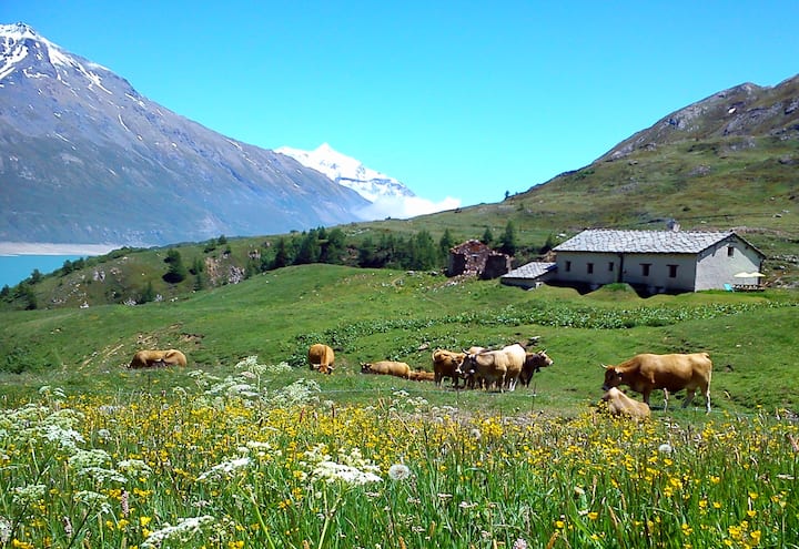 Chalet D'alpage à 2000 Mètres Au
Lac Du Mont-cenis - Lanslevillard