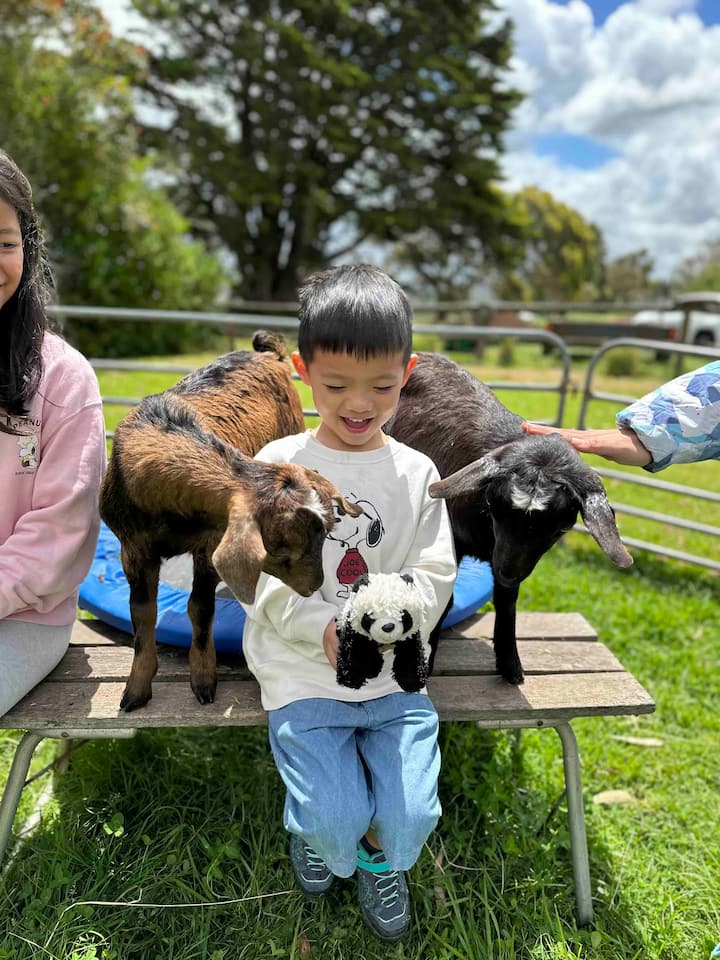 Bellevue Farmstay: Animal Feedings, Tractor Rides - Timboon