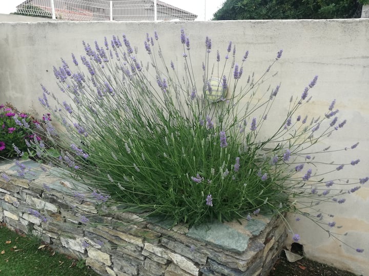 Appartement Elba - Cap Corse