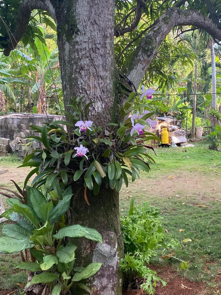 Negril Hide Away, Garden View, Negril Paradise - Negril