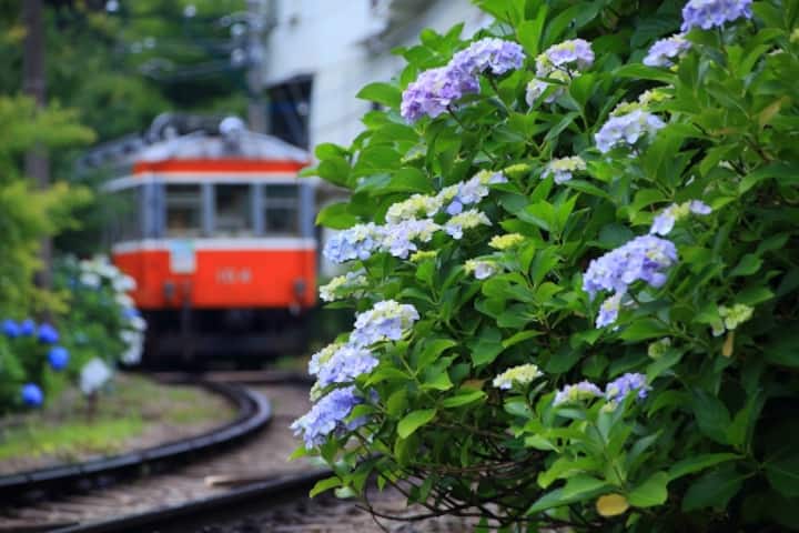 初夏の風物詩 あじさい。【箱根あじさい電車】沿線沿いに色とりどりのあじさいが咲き誇る。一軒家貸し切り - 하코네마치