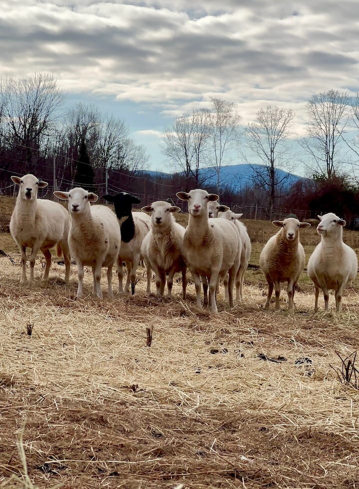 White Rock Farm - Bennington, VT