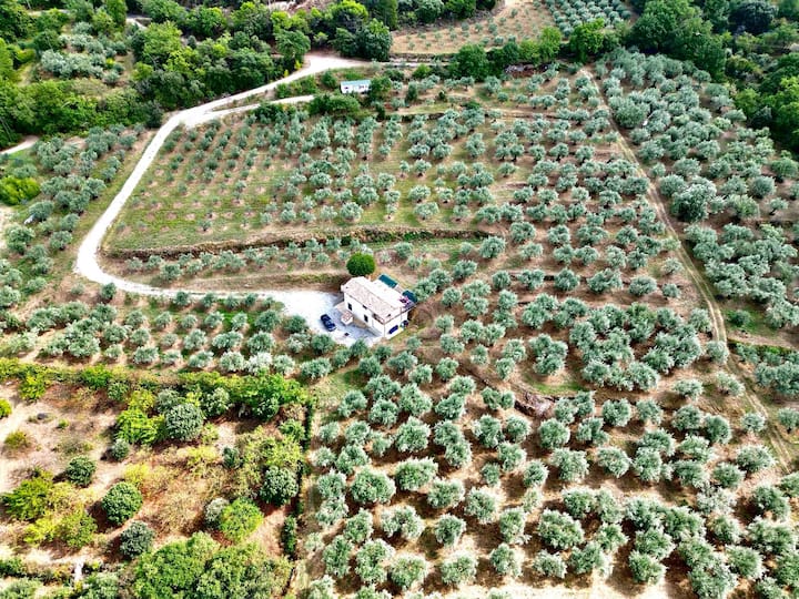 Maison Au Coeur De 2 Hectares D'oliviers à Nyons - Nyons