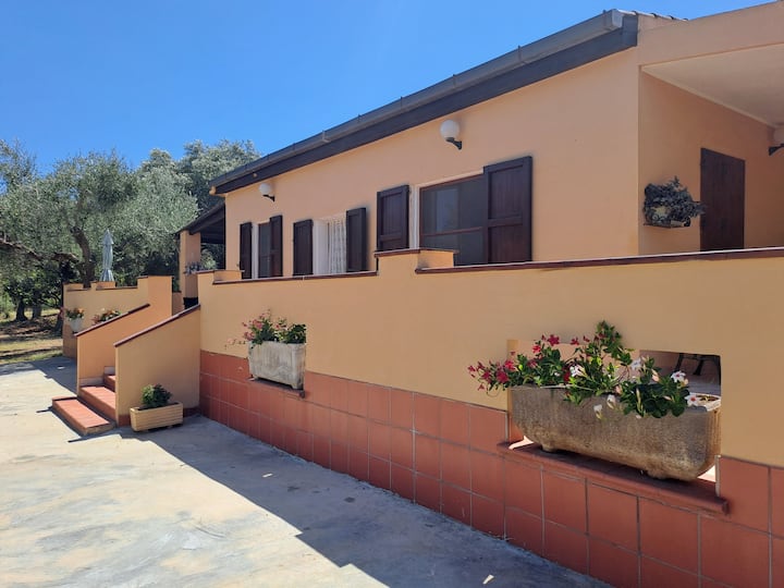 Il Silenzio Di Un Oliveto. Peace Among The Olives. - Sardinia