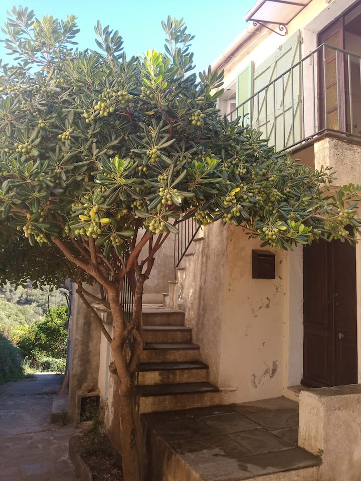 Maison Typique De Hameau Du Cap Corse - Centuri